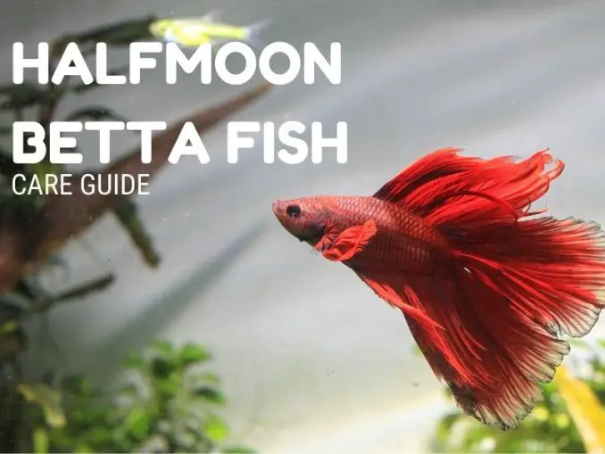 Halfmoon Betta Fish Care & Species Guide | Fishkeeping World