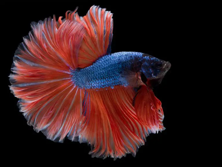 Halfmoon Betta Fish Care & Species Guide | Fishkeeping World