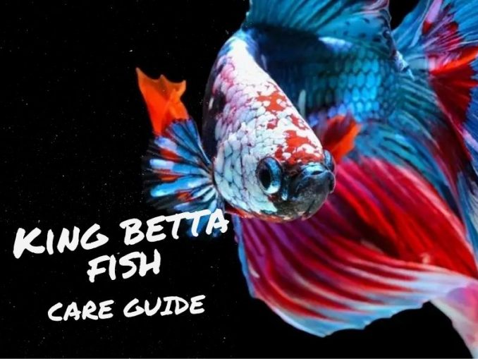 50 Betta Fish Tank Mates: Compatibility List | Fishkeeping World