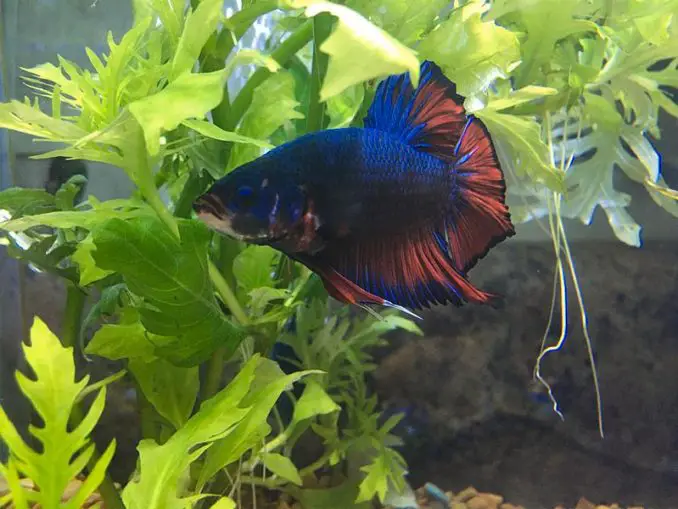 The Complete King Betta Care Guide | Fishkeeping World