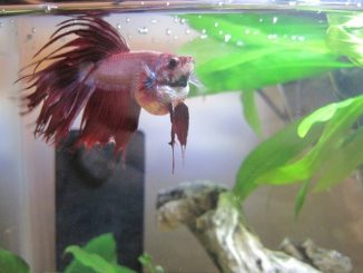 Betta Fish Not Eating | Fishkeeping World
