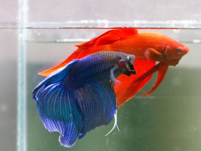 The Complete Veiltail Betta Care Guide | Fishkeeping World