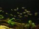 Lemon Tetra Care Guide & Profile | Fishkeeping World
