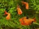 Serpae Tetra Care & Species Guide | Fishkeeping World