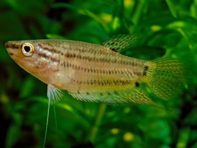 Opaline Gourami Care & Species Profile | Fishkeeping World