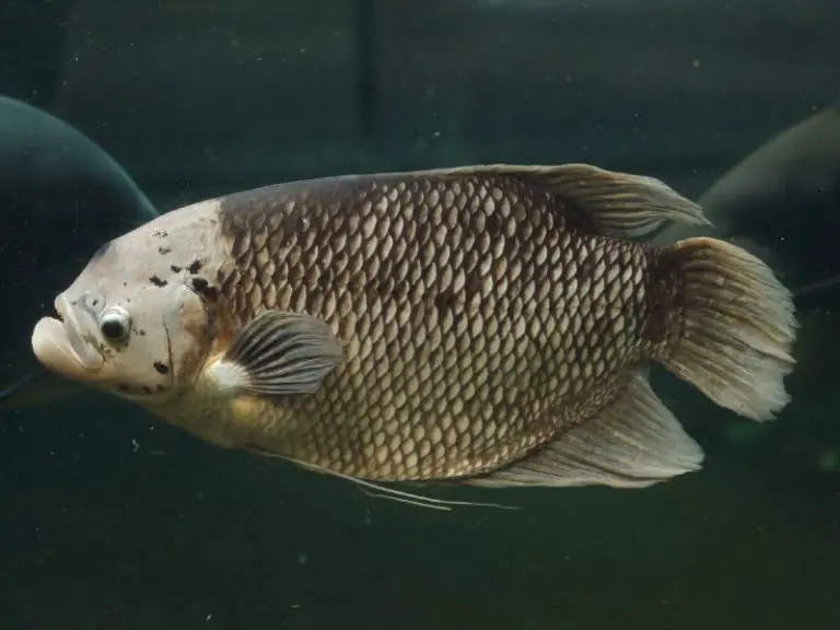 Gourami Fish Care & Species Overview | Fishkeeping World