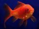 Common Goldfish Care & Species Profile | Fishkeeping World