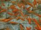 Feeder Goldfish Care Guide and Species Profile | Fishkeeping World