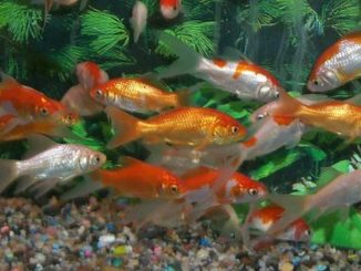 Feeder Goldfish Care Guide and Species Profile | Fishkeeping World