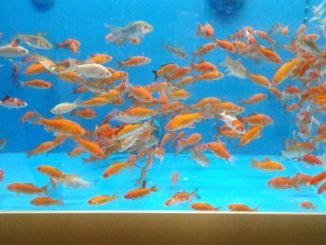 Feeder Goldfish Care Guide and Species Profile | Fishkeeping World