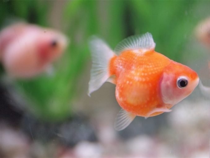 Common Goldfish Care & Species Profile | Fishkeeping World