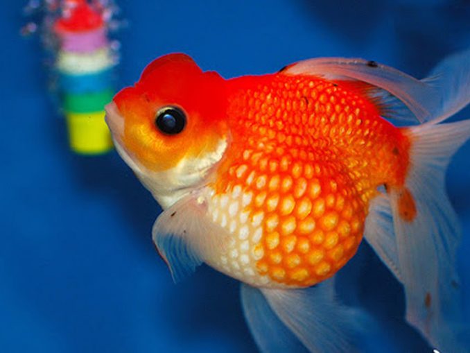 Pearlscale Goldfish Care Guide & Species Profile | Fishkeeping World