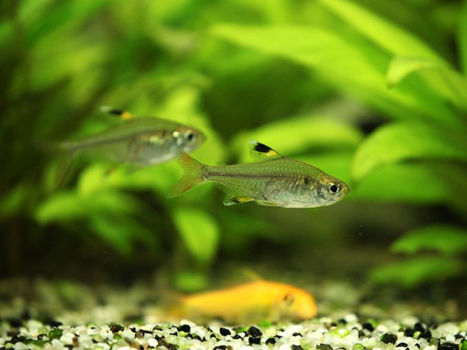 The Complete Guide to Rosy Red Minnows Care | Fishkeeping World