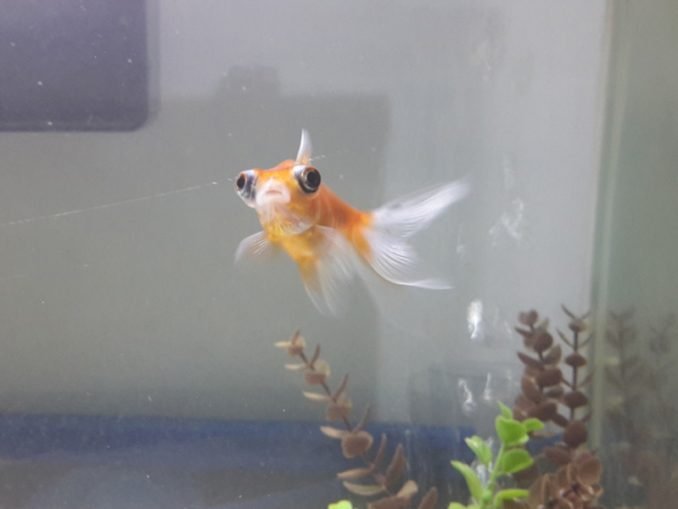 Telescope Goldfish Care & Species Profile | Fishkeeping World
