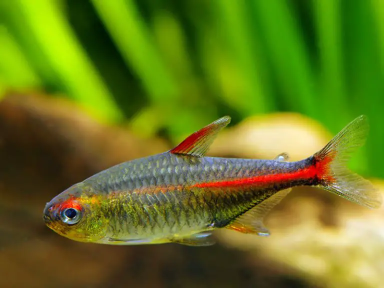 Glowlight Tetra Care & Species Profile | Fishkeeping World