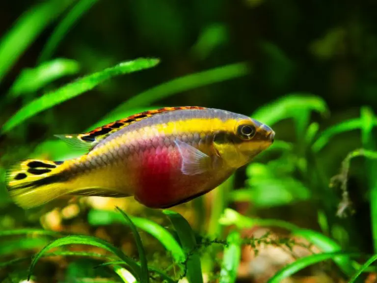Red Devil Fish Care [Red Devil Cichlid] | Fishkeeping World