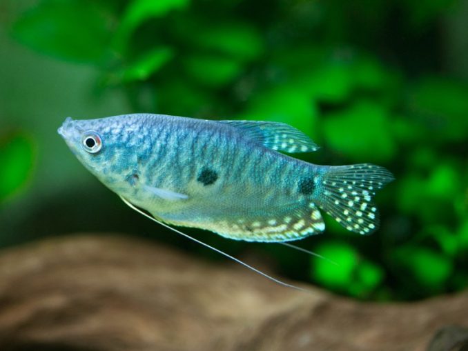 Three Spot Gourami Care Guide & Species Profile | Fishkeeping World