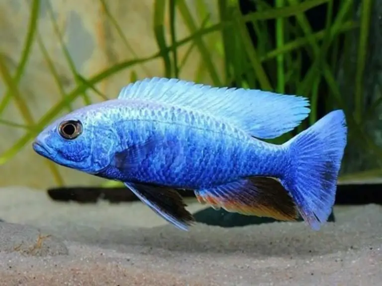 Blue Cichlid: Care Guide & Species Profile | Fishkeeping World