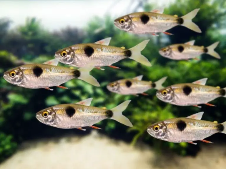 Black Phantom Tetra Care & Species Overview | Fishkeeping World