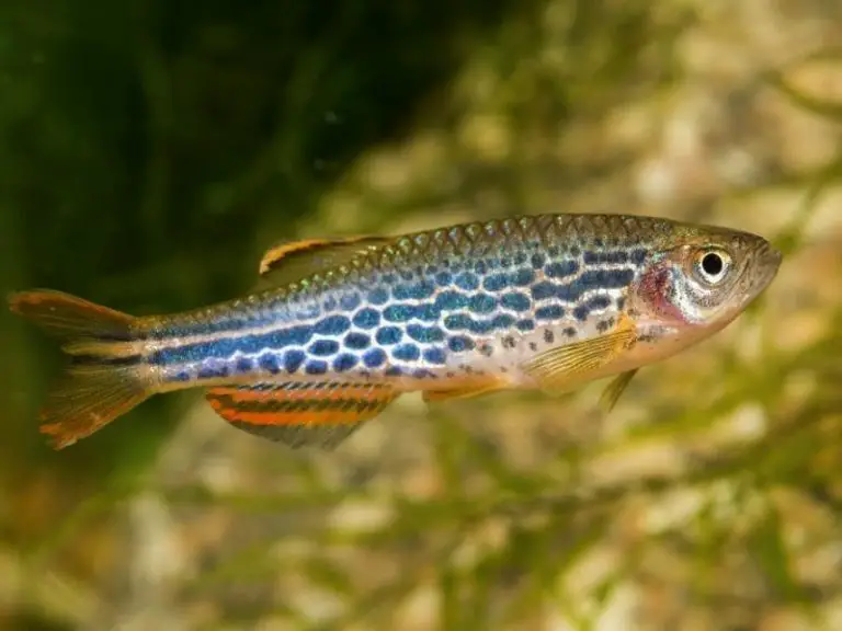 Danio: Care Guide & Species Profile | Fishkeeping World