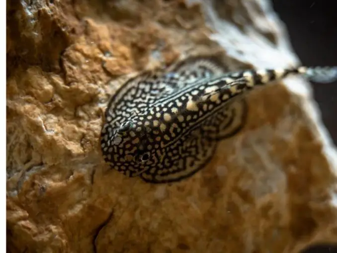 9 Most Popular Types of Loaches | Fishkeeping World