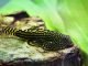 Hillstream Loach Care Guide & Species Profile | Fishkeeping World