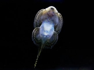 Hillstream Loach Care Guide & Species Profile | Fishkeeping World