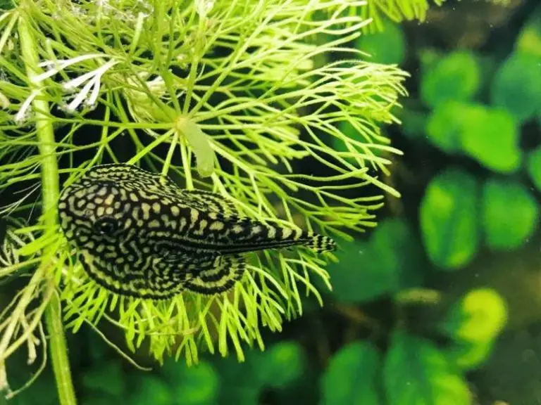 Hillstream Loach Care Guide & Species Profile | Fishkeeping World