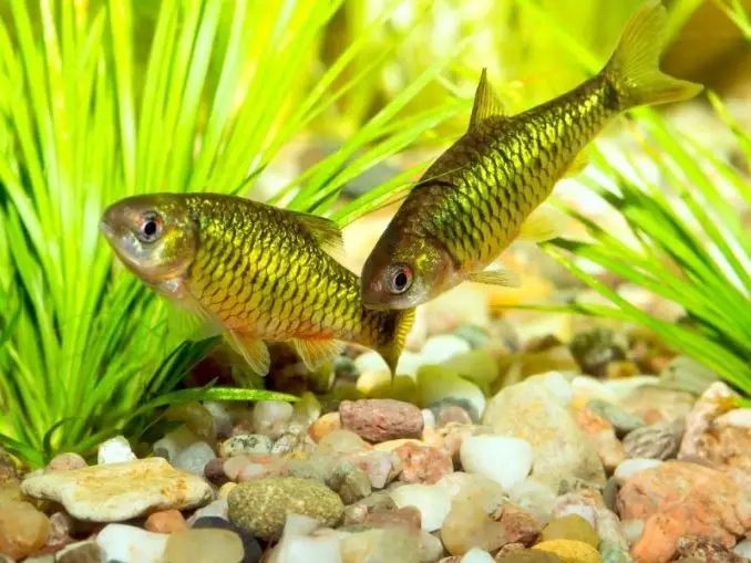 Barb Fish Care Guide & Species Profile | Fishkeeping World
