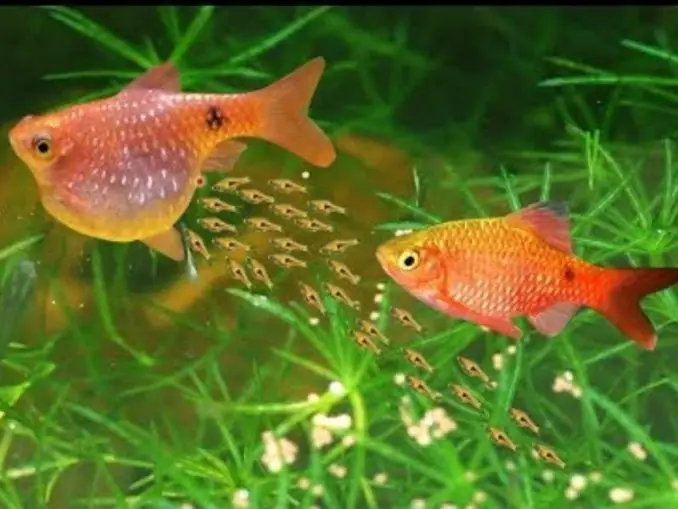 Barb Fish Care Guide & Species Profile | Fishkeeping World