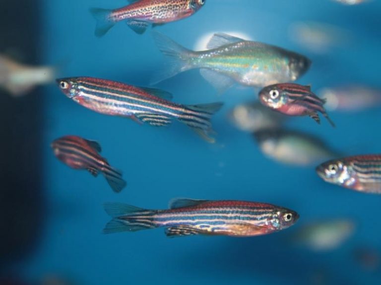 Danio: Care Guide & Species Profile | Fishkeeping World