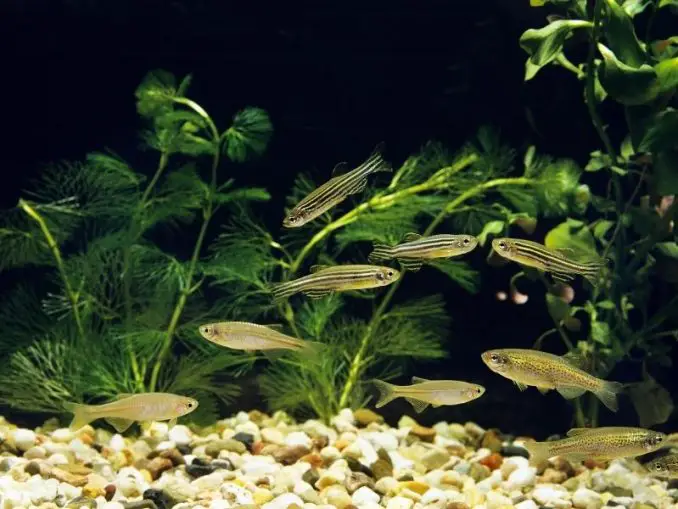 Danio: Care Guide & Species Profile | Fishkeeping World