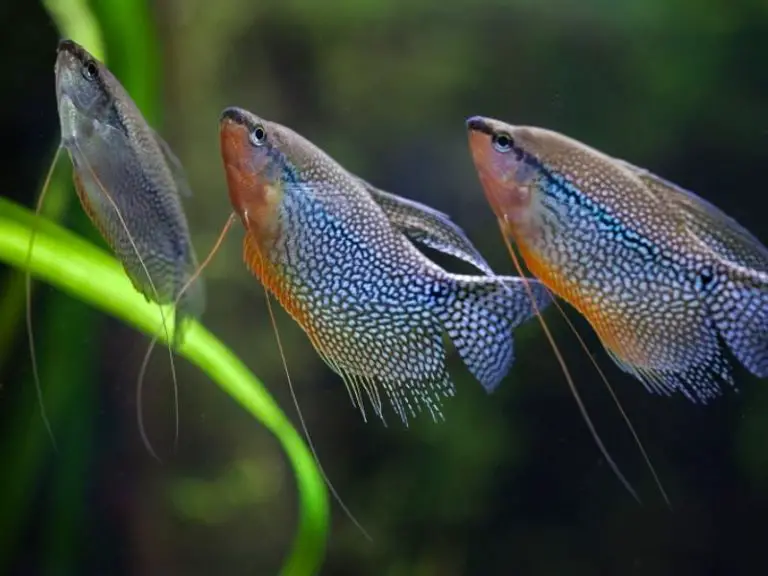 Gourami Fish Care & Species Overview | Fishkeeping World
