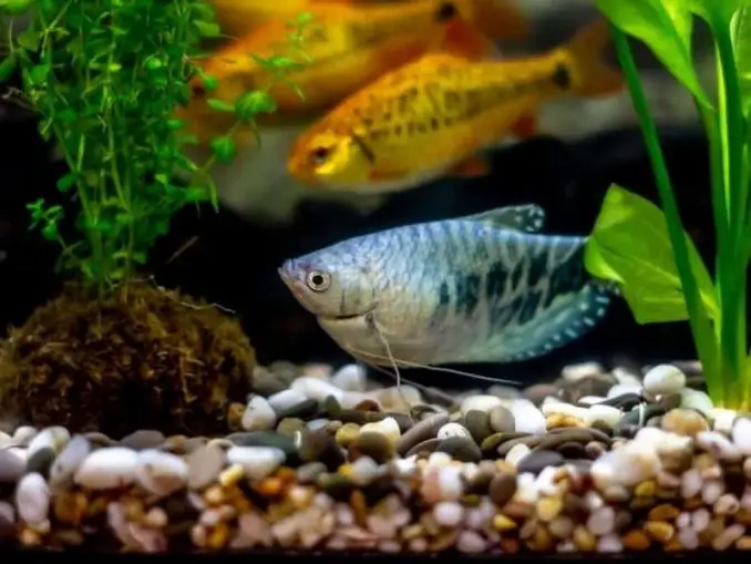 Gourami Fish Care & Species Overview | Fishkeeping World