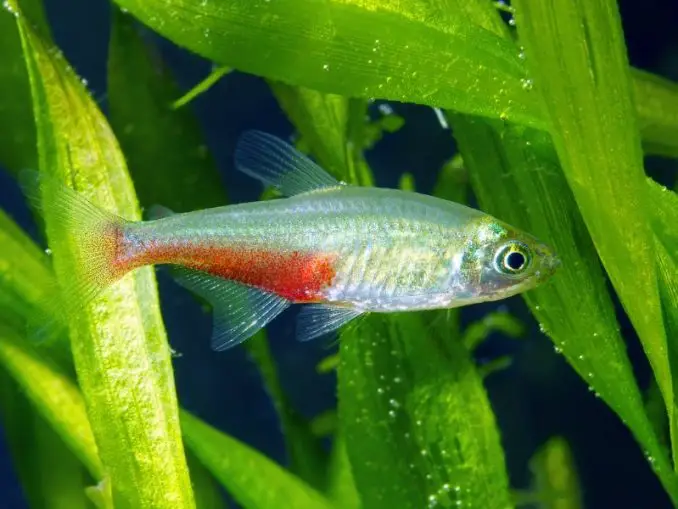 Green Fire Tetra Care Guide & Species Profile | Fishkeeping World