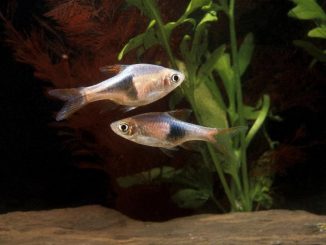 Rasbora: Care Guide & Species Profile | Fishkeeping World