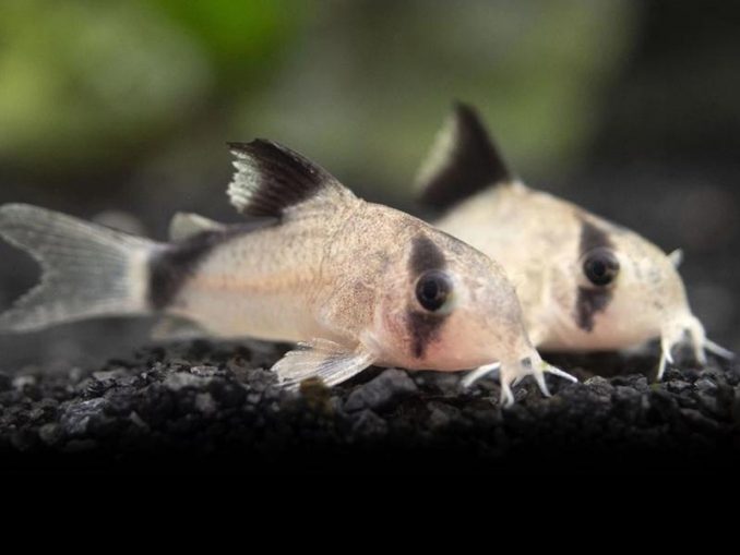 9 Most Popular Cory Catfish Types | Fishkeeping World