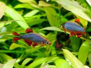 12 Most Popular Types of Danios | Fishkeeping World