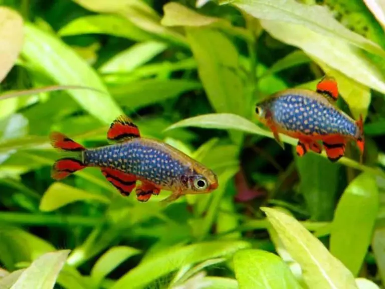 12 Most Popular Types of Danios | Fishkeeping World