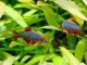 12 Most Popular Types of Danios | Fishkeeping World