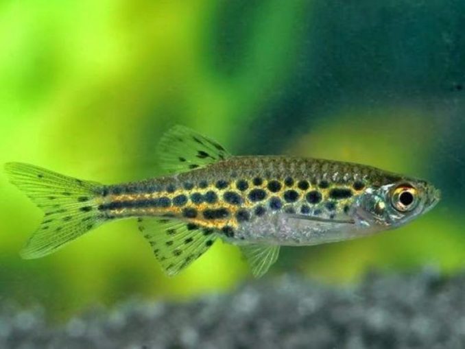12 Most Popular Types of Danios | Fishkeeping World