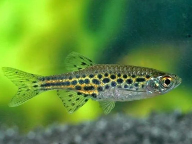 12 Most Popular Types of Danios | Fishkeeping World