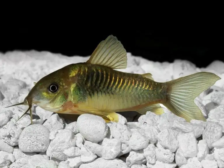 9 Most Popular Cory Catfish Types | Fishkeeping World