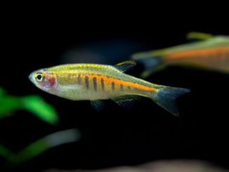 12 Most Popular Types of Danios | Fishkeeping World