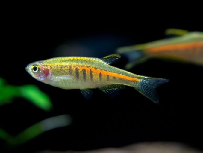 12 Most Popular Types of Danios | Fishkeeping World