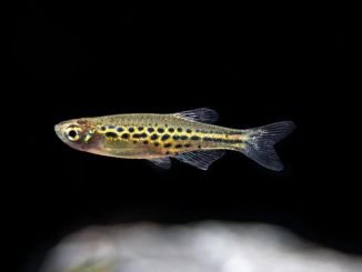 12 Most Popular Types of Danios | Fishkeeping World