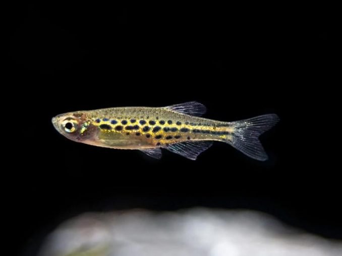 12 Most Popular Types of Danios | Fishkeeping World
