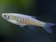 12 Most Popular Types of Danios | Fishkeeping World