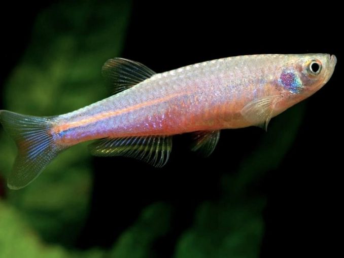 12 Most Popular Types of Danios | Fishkeeping World