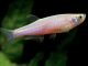 12 Most Popular Types of Danios | Fishkeeping World